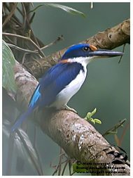 ::Guides - Birding Adventure Philippines::