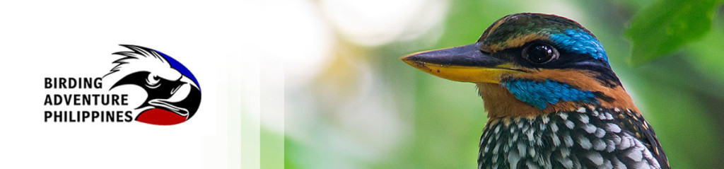 Birds from Luzon | | :: Birding Adventure Philippines | Guided ...