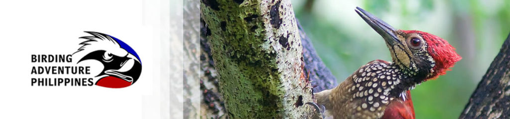 Birds from Other Islands | | :: Birding Adventure Philippines | Guided ...