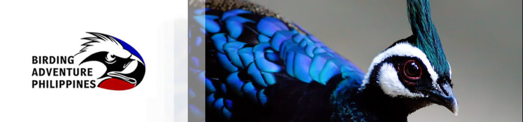 Birds from Luzon | | :: Birding Adventure Philippines | Guided ...